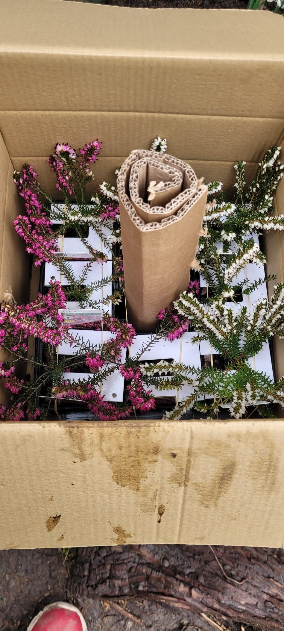 GrowOn Shrubs [x4] Heather Erica Carnea 'Myretoun Ruby' | Multi-Pack ...