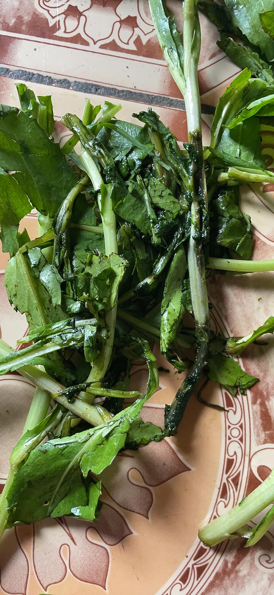 Fresh Chakvat/Kardai 250g : Amazon.in: Grocery & Gourmet Foods