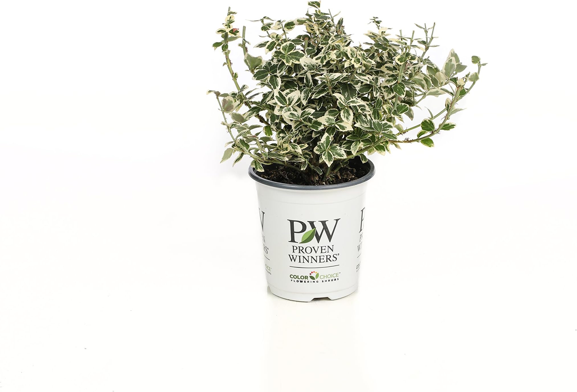 Amazon.com : 2g Proven Winners North Pole Arborvitae : Patio, Lawn & Garden