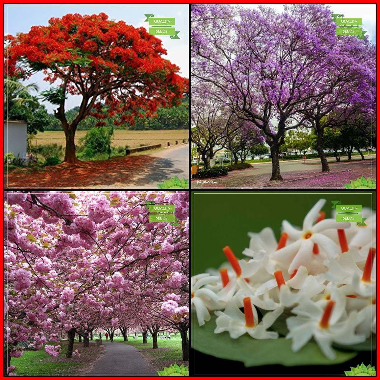 Creative Farmer Terrace Garden Combo Tree Seeds : Blue Jacaranda ...