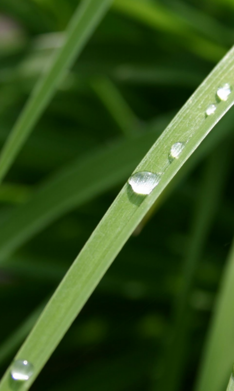 Dew Drops Live Wallpaper: app su Amazon Appstore