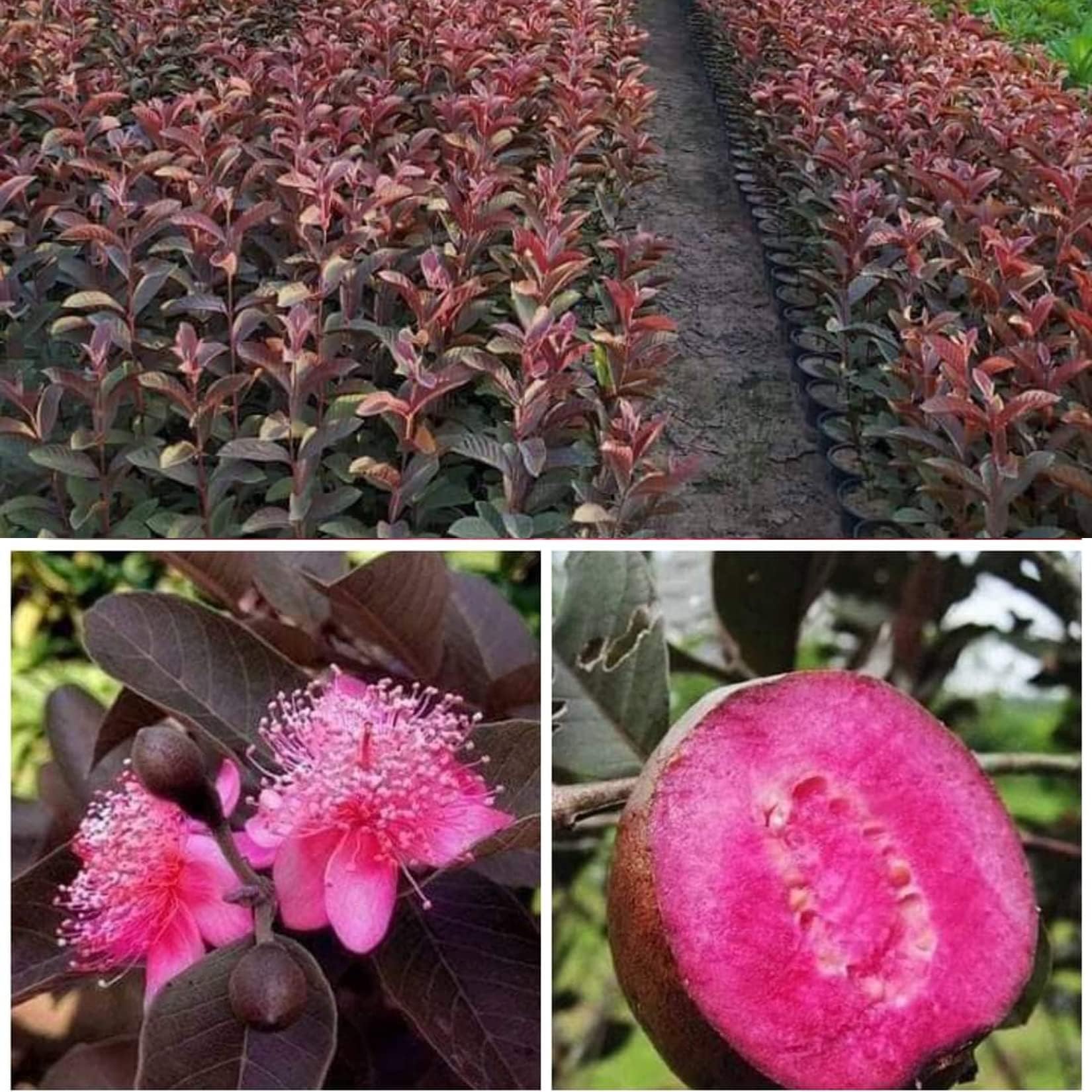 CPEYARE Rare Thai Red Guava Plant - All Season Amrud Red Skin with Red ...