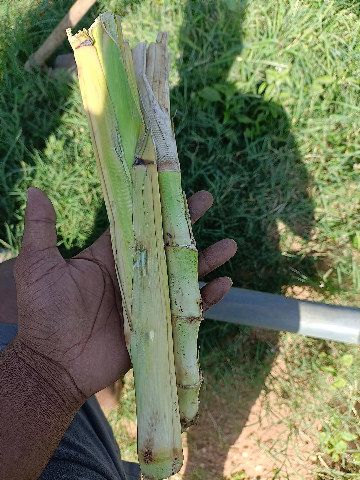 American 5G Napier Grass 5 Sticks, Guatemala grass, Guatemalan ...