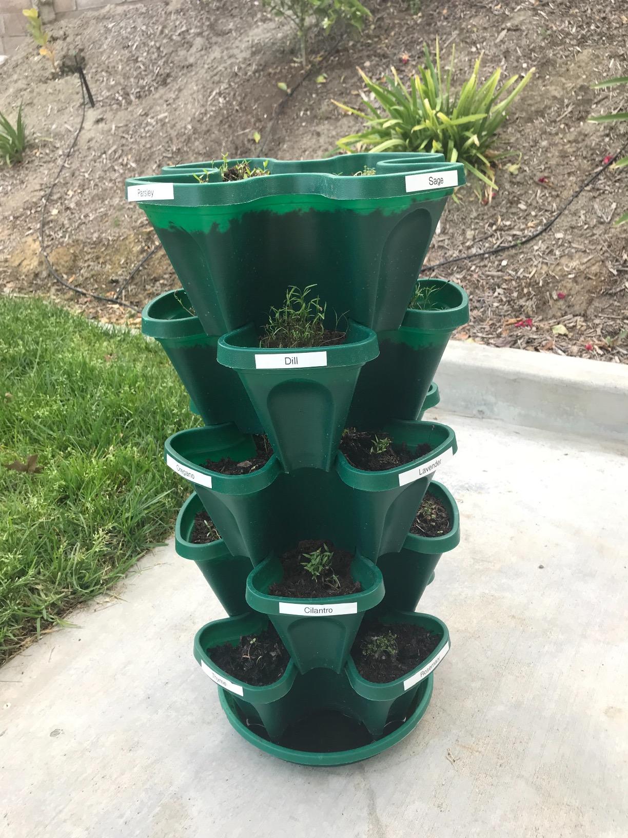 Amazon.com : Culinary Herb Seeds Outdoor & Indoor Herb Garden Kit - 10 ...