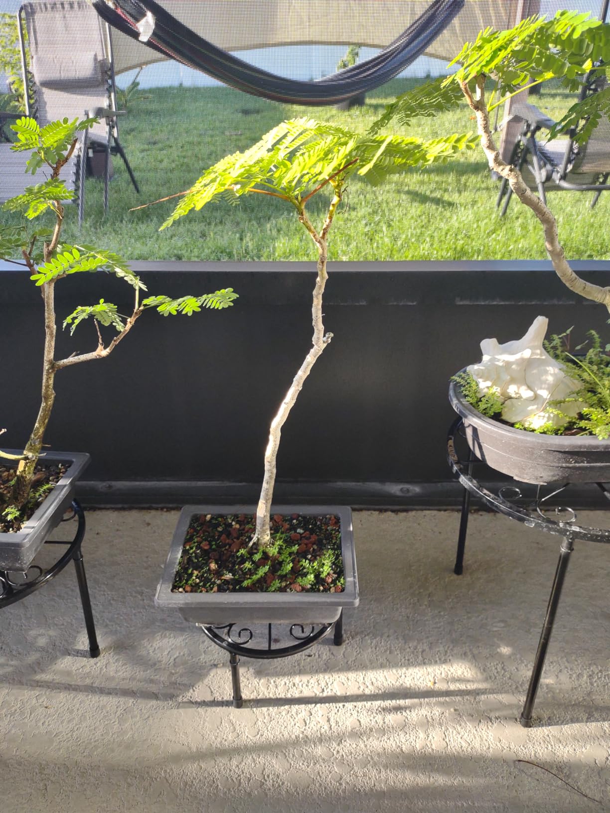 Amazon.com: Towjaw 3pcs Bonsai Pots with Humidity Trays,Plastic Bonsai ...