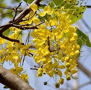 Amazon.com : CHUXAY GARDEN Cassia Fistula-Golden Shower,Purging Cassia,Indian Laburnum,Pudding ...