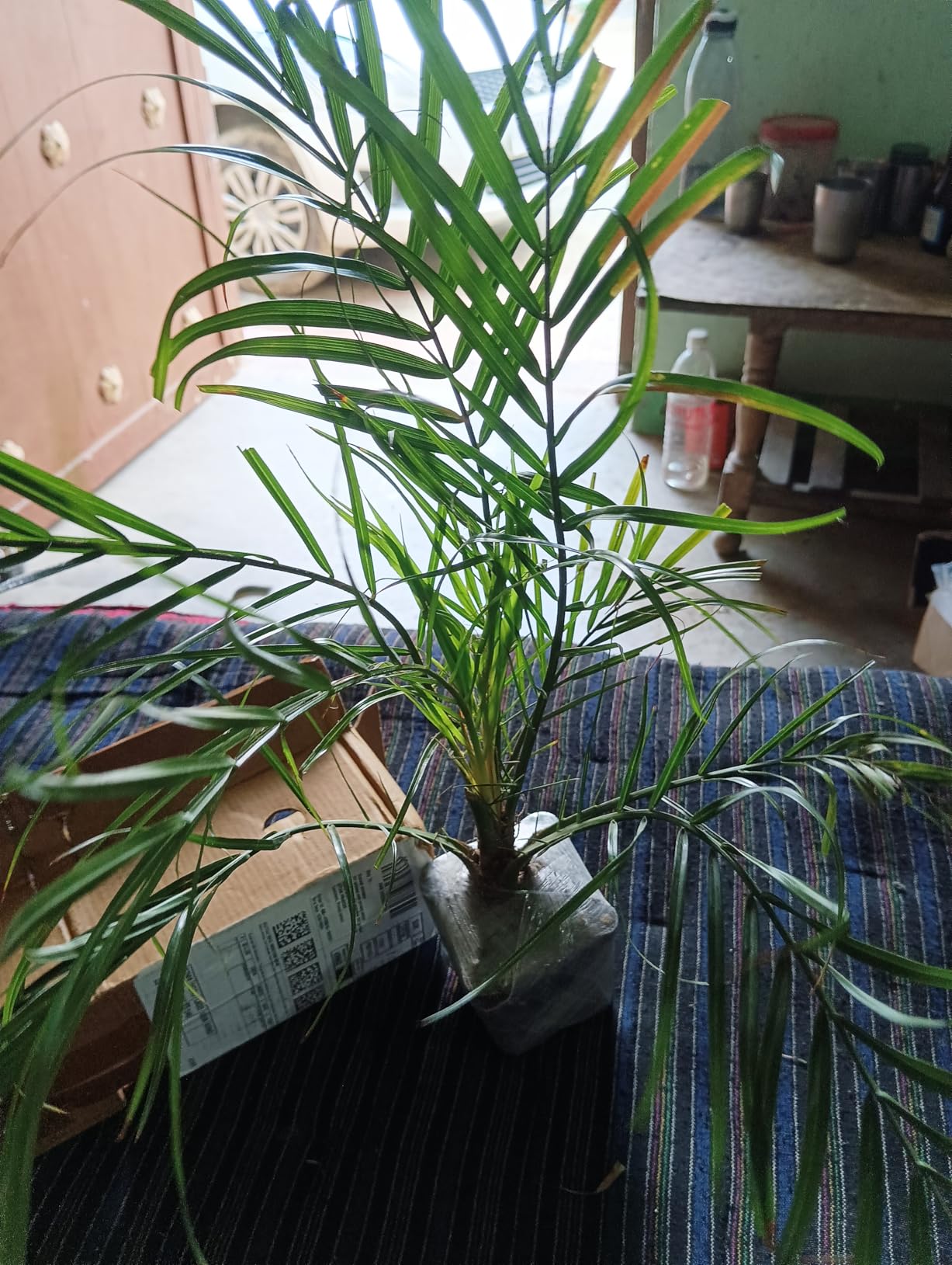 Growing Plants Live Dates Palm Ajwa Khurma Khajoor variety Arabian ...