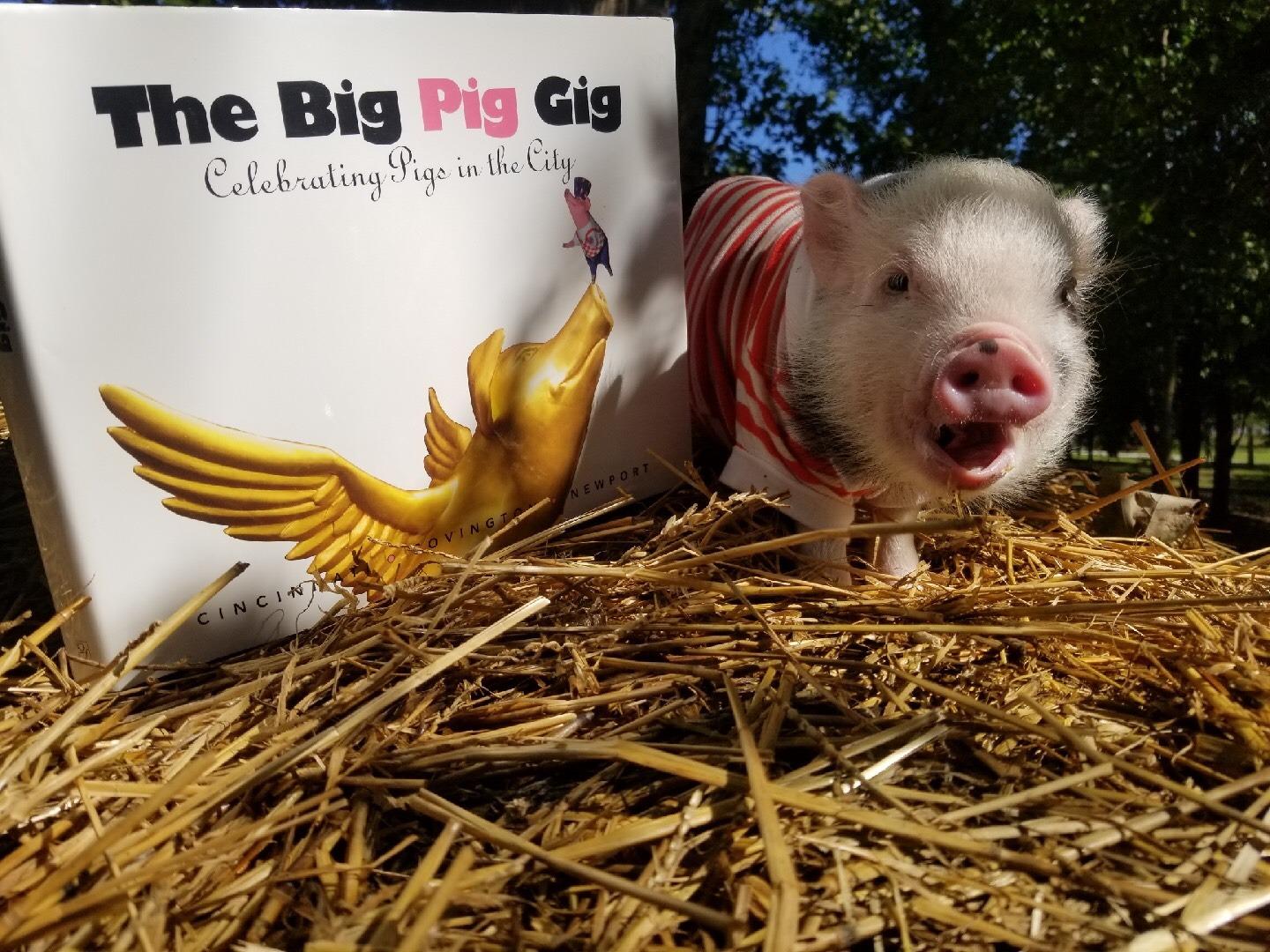 The Big Pig Gig: Celebrating Pigs in the City: Big Pig Gig (Exhibition ...