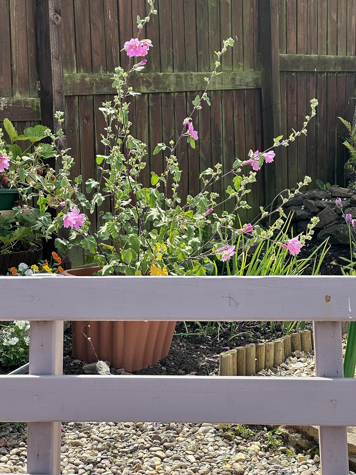 2 x Lavatera 'Barnsley' - Tree Mallow Plant - Both Arrive in 9cm Pots ...