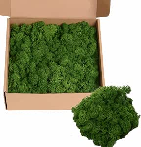 Amazon.com: 14OZ Preserved Moss Colored Moss for Moss Wall Art, Moss ...