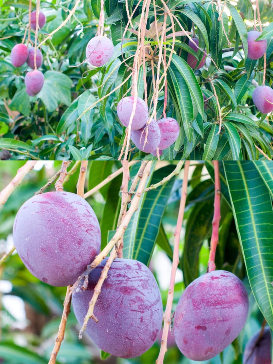 Sarika Nursery Purple Miyazaki Mango 1 Plant) Eggs Of Sun Rare ...