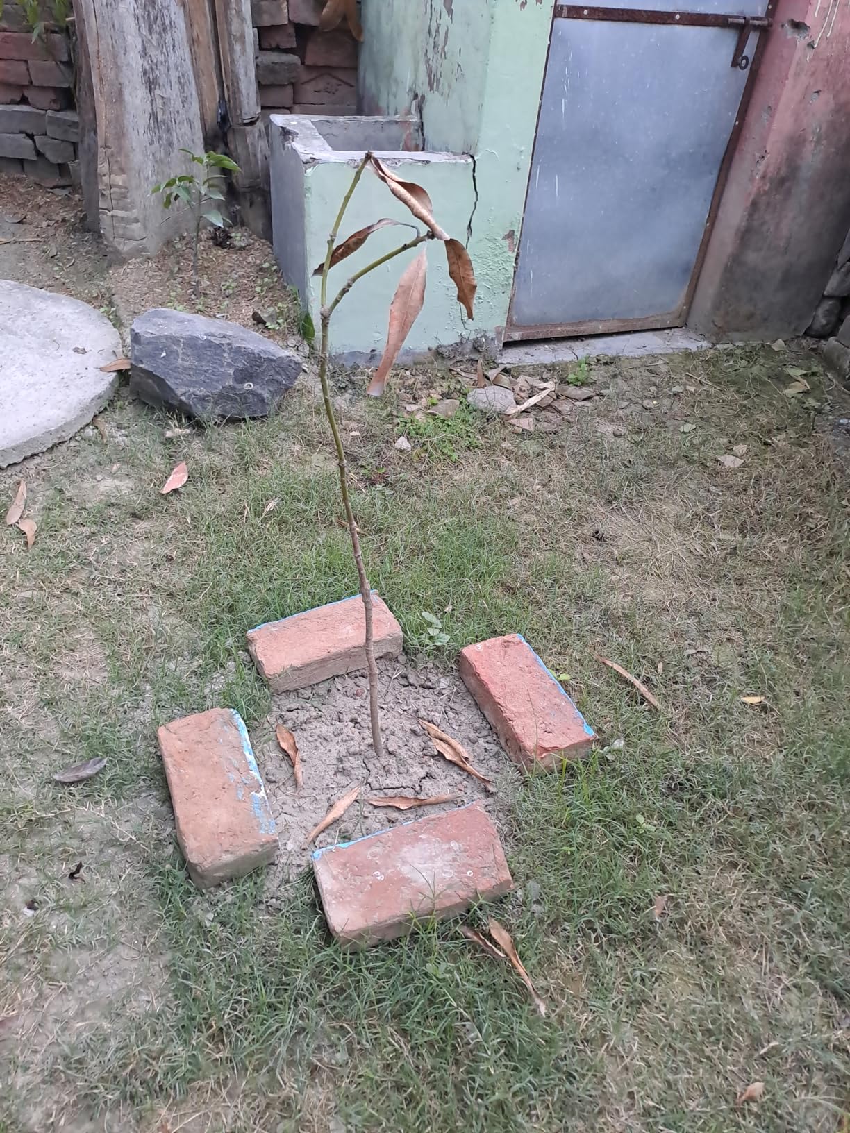 ORGANIX.ROSA Mango Suvarnarekha Sundari Mango Aam Grafted Fruit Plant ...