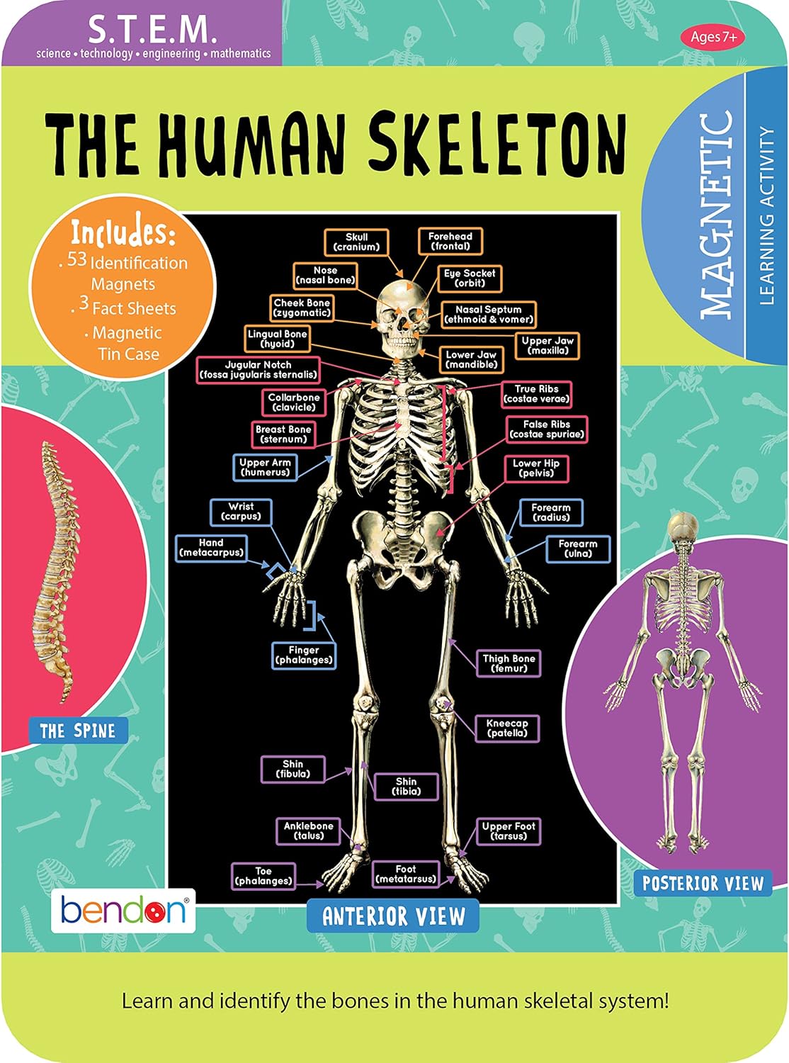 Amazon.com: Bendon Human Skeleton Educational Learning Game Tin : Toys ...