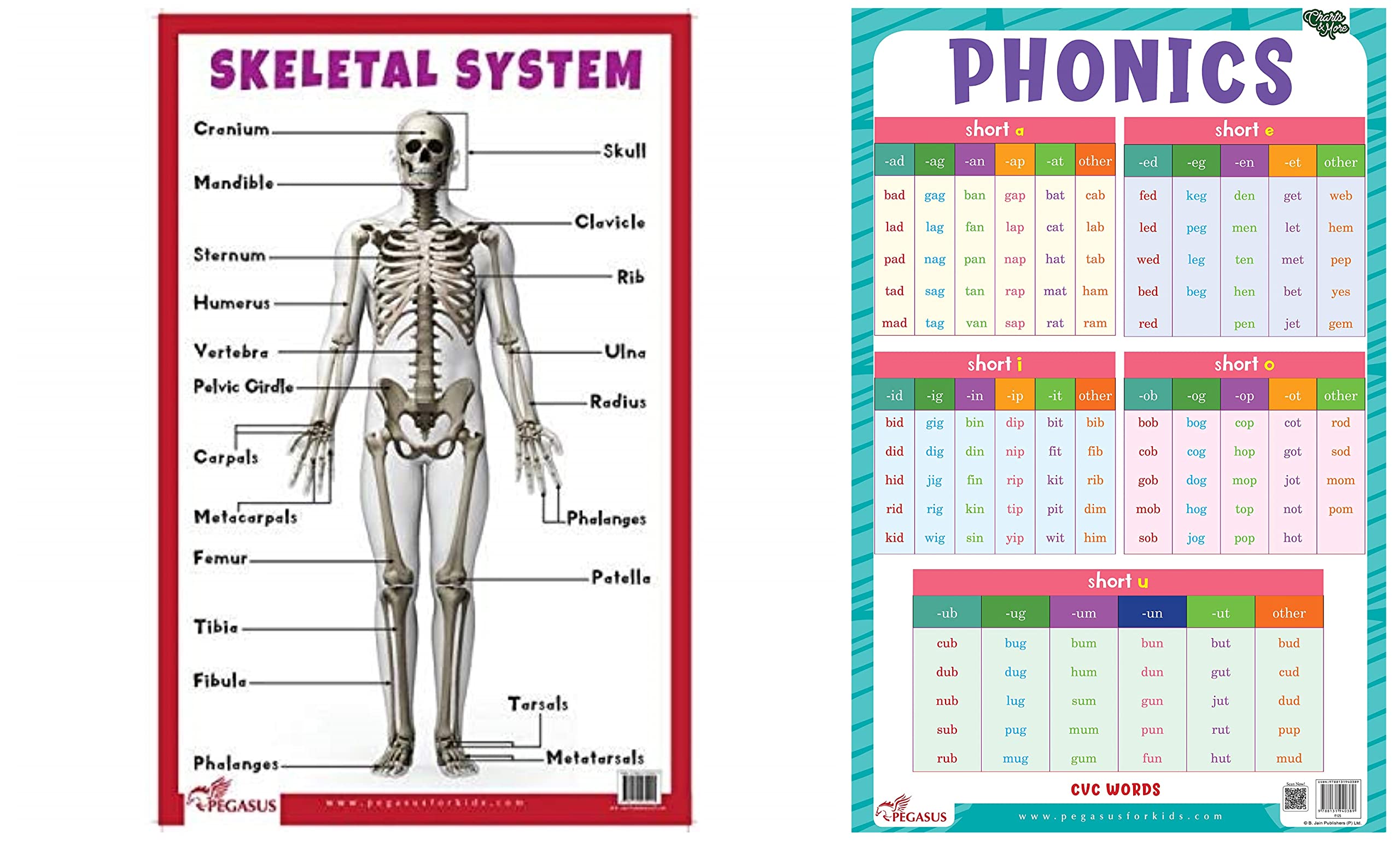 Skeletal System: Human Body Charts & Phonics : Amazon.in: Books