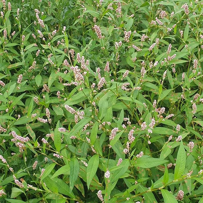 Amazon.com : Water Pepper Seeds Smartweed, Persicaria Hydropiper ...