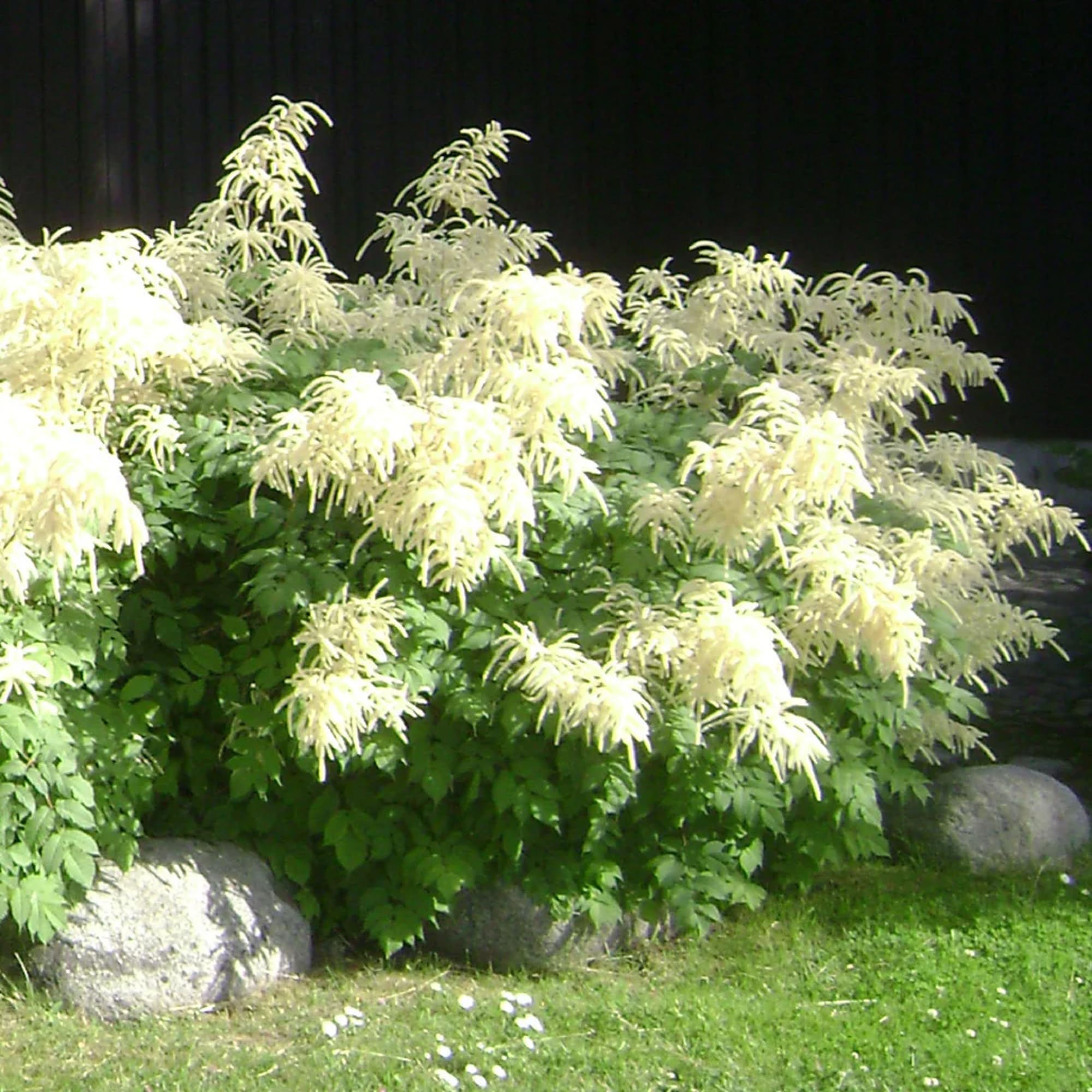 Amazon.com : CHUXAY GARDEN Aruncus Dioicus Seed 200 Seeds Perennial ...