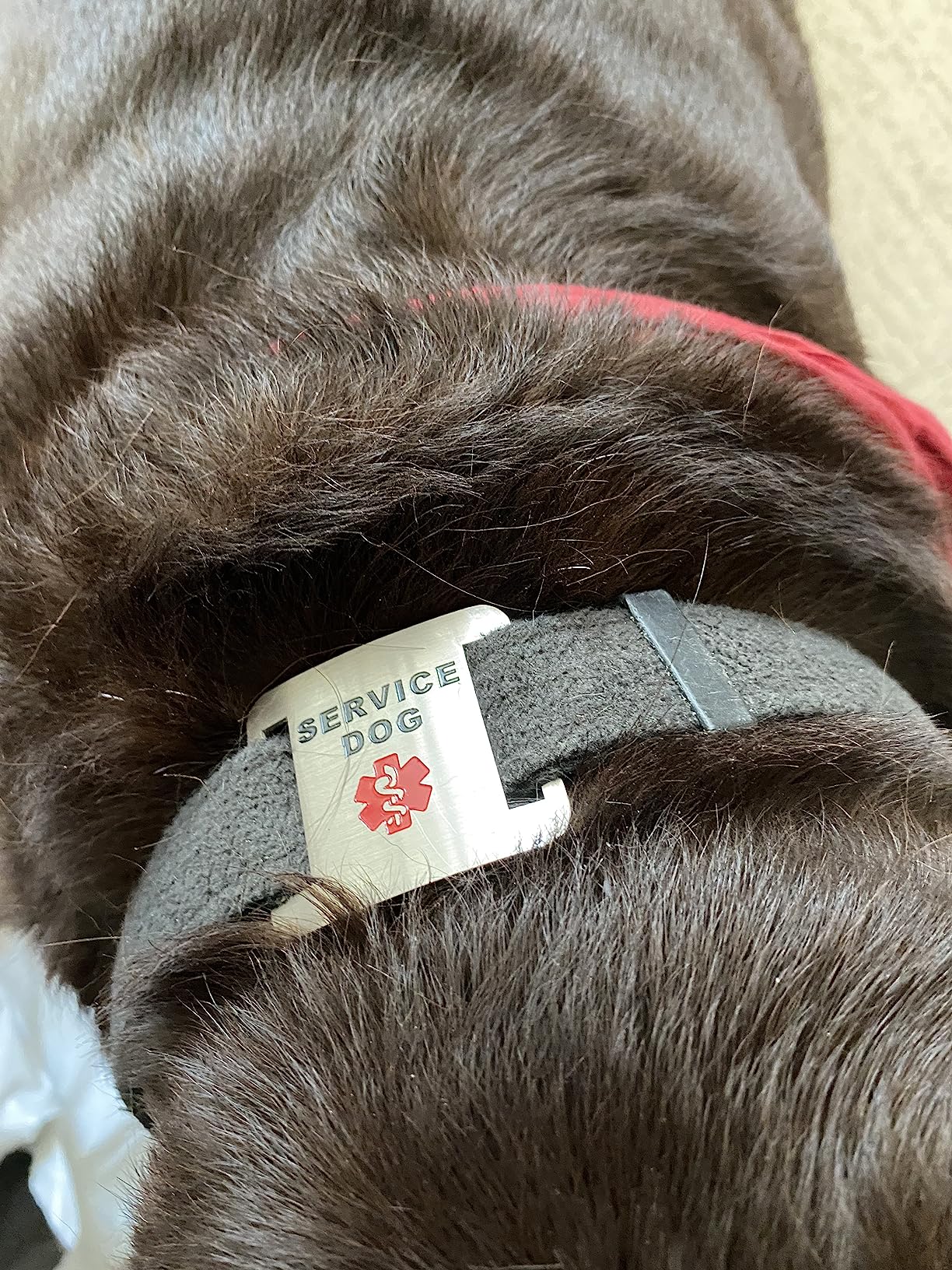 Service Dog ID Tag- Fits on Dog Collar, Harness or Vest Strap– Quiet ...