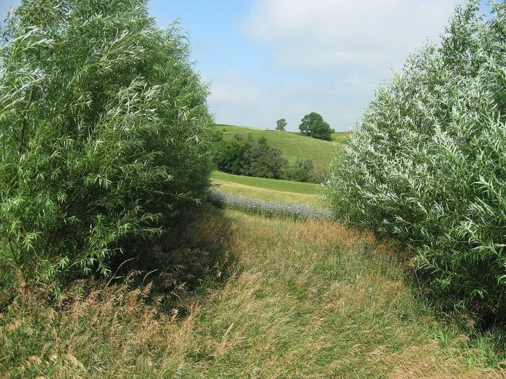 Hybrid Aussie Willow Trees Fast Growing and Shade Easy to Grow jocdw (5 ...