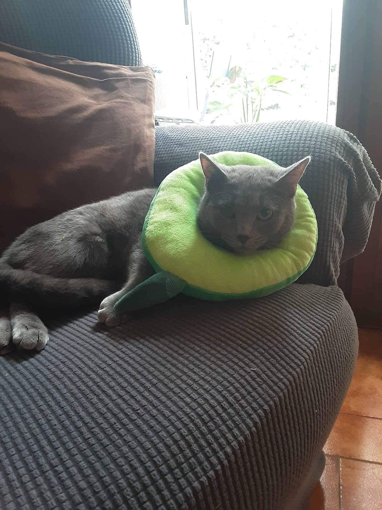 Collier de récupération de chat,Collerette pour Chat Collier de ...