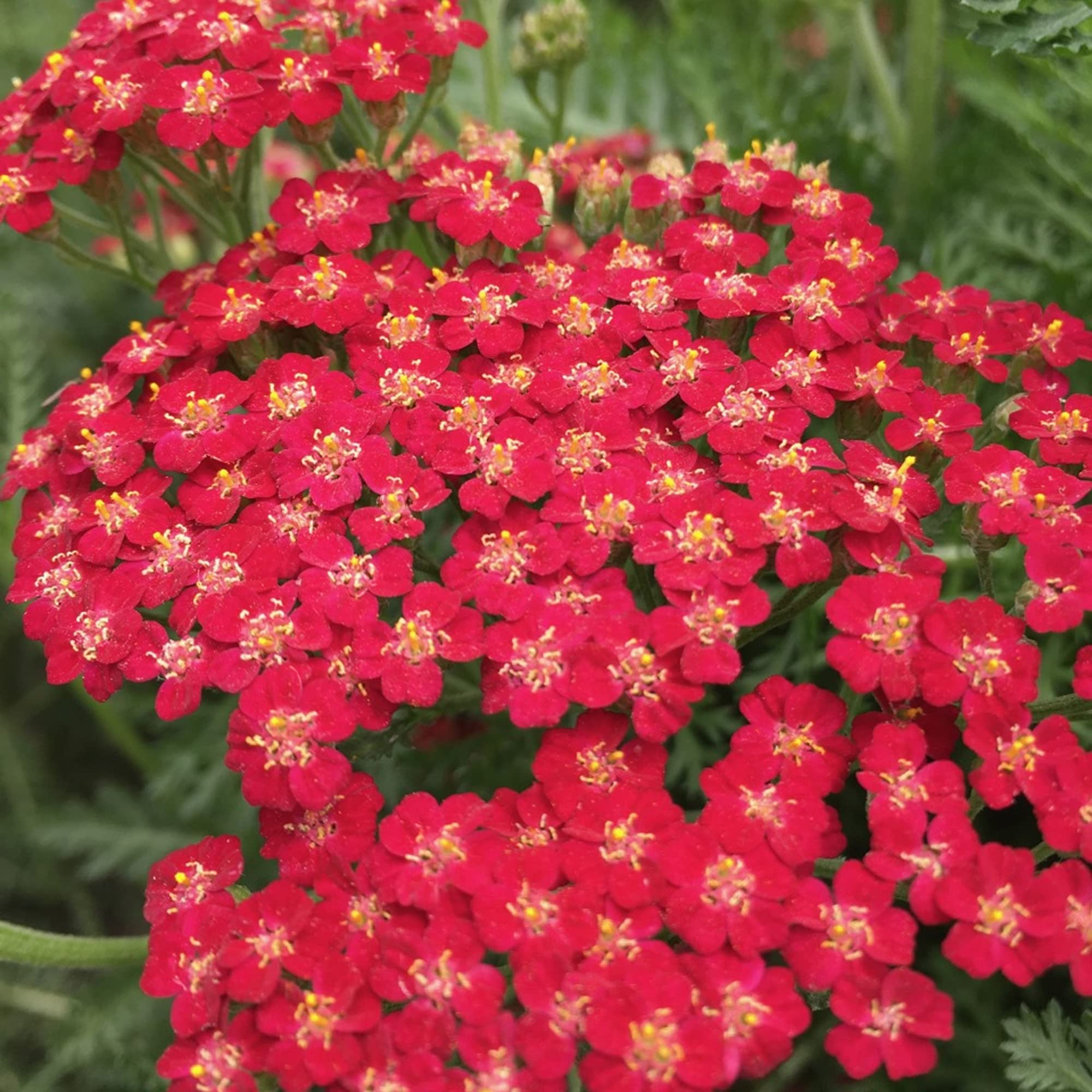 Red Yarrow Perennial Plant Achillea Milly Rock Red Yarrow Sugar