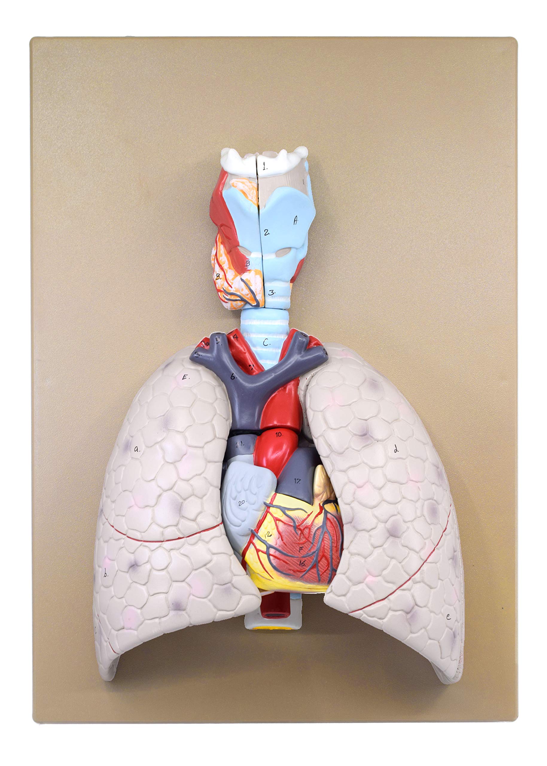 Human Lungs And Heart