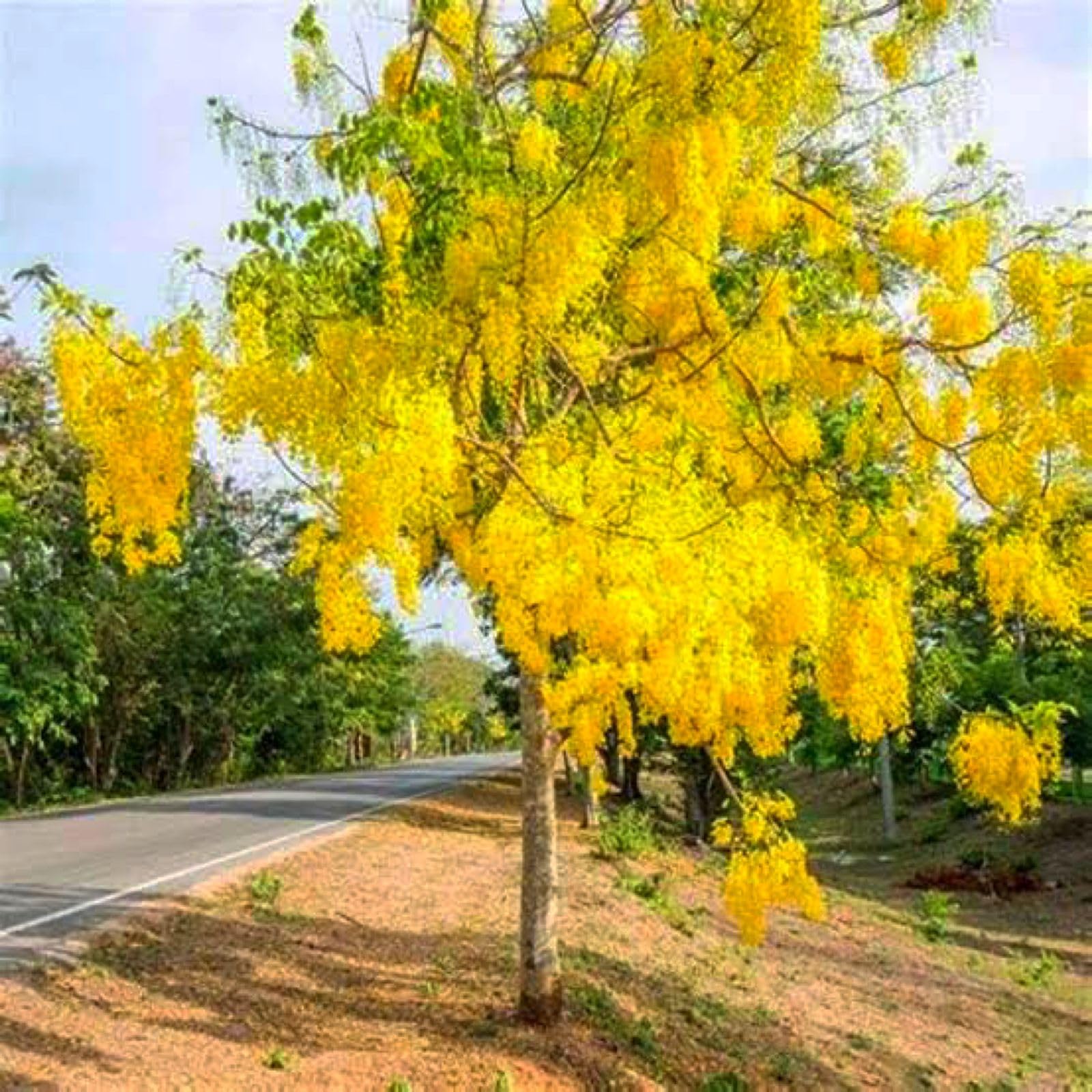 Buy VENUS-ONLINE Kanikkonna - Ornamental Flowering Tree Rare Cassia fistula (Golden Shower Tree ...