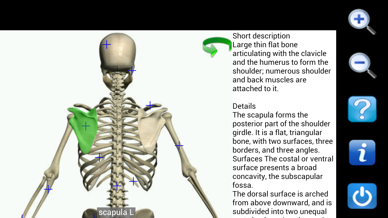 Visual Anatomy Free - App on Amazon Appstore