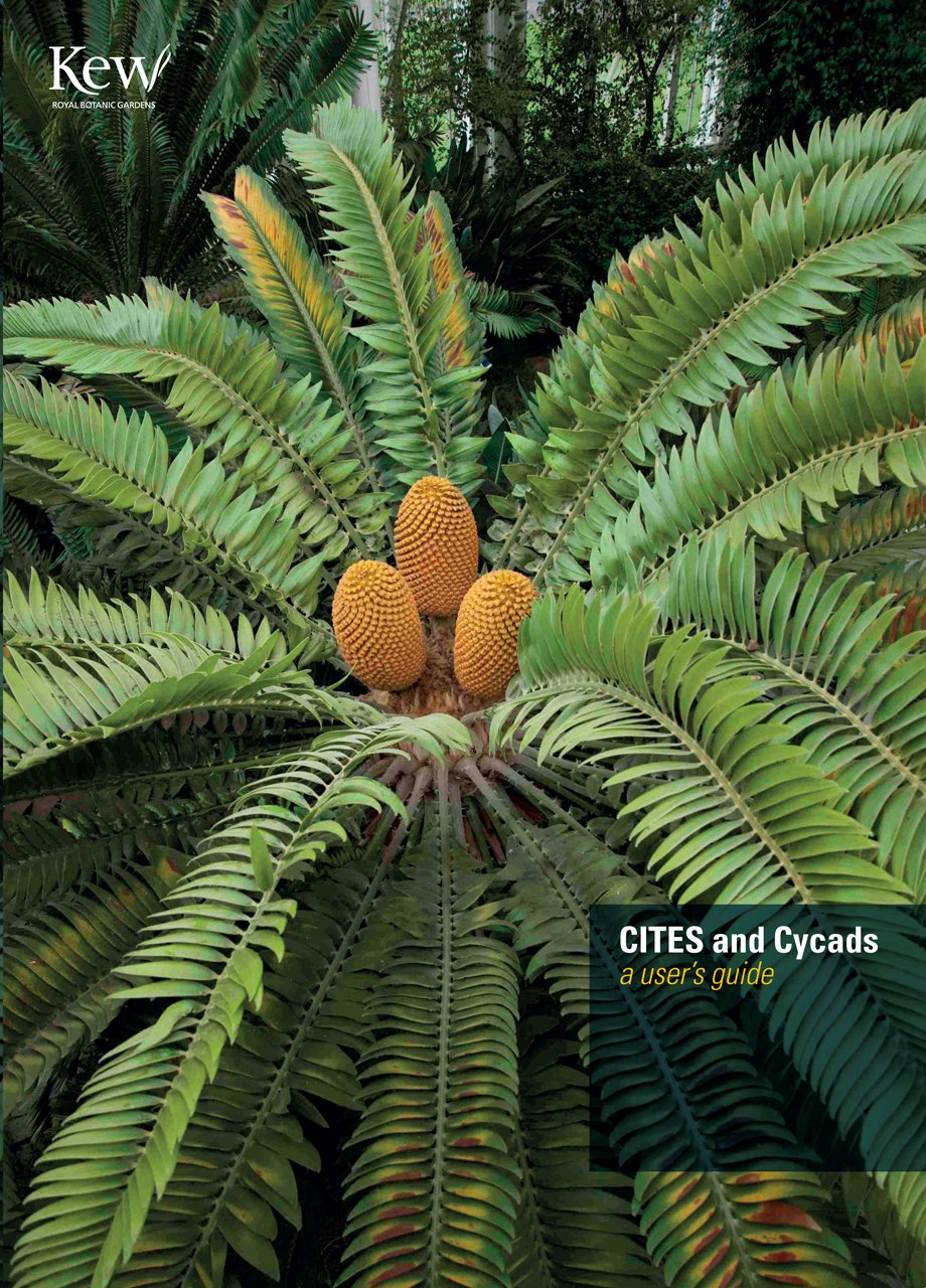 CITES and Cycads: A User's Guide: Rutherford, Catherine: 9781842464892 ...