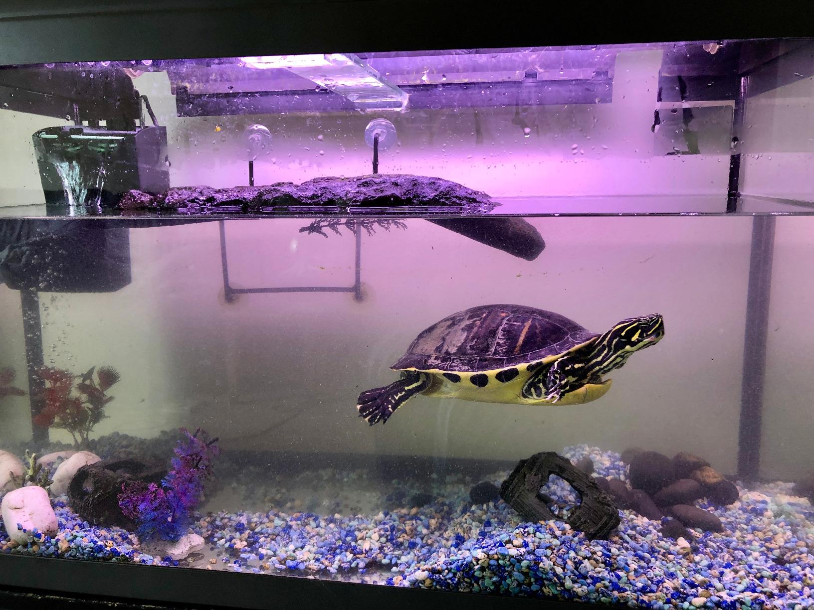 Zoo Med Turtle Dock, Large, 40 Gallon, 9 x 18 Inches : Amazon.co.uk ...