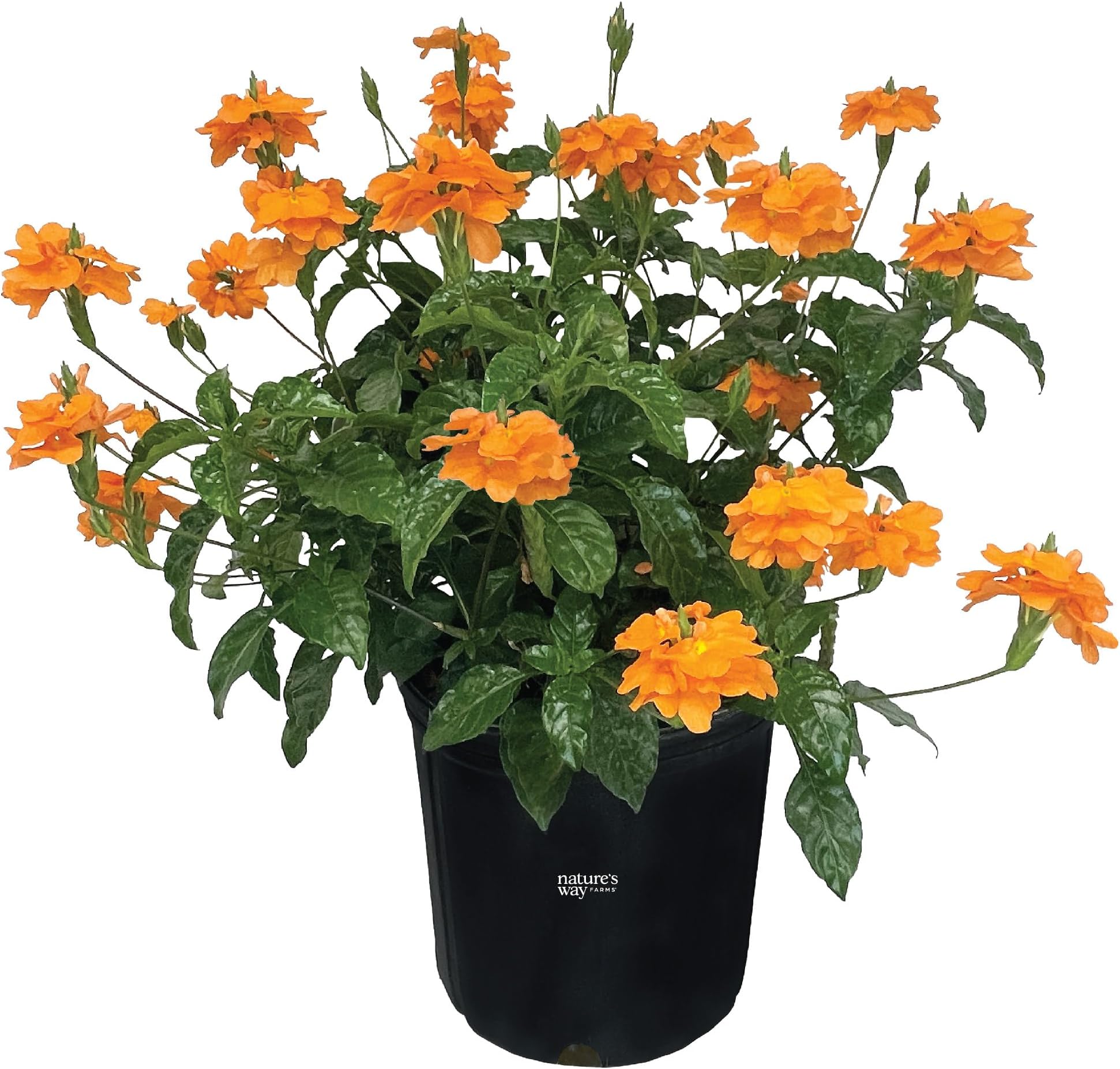 Amazon.com : Crossandra Seeds,orange Marmalade -Firecracker Flower ...