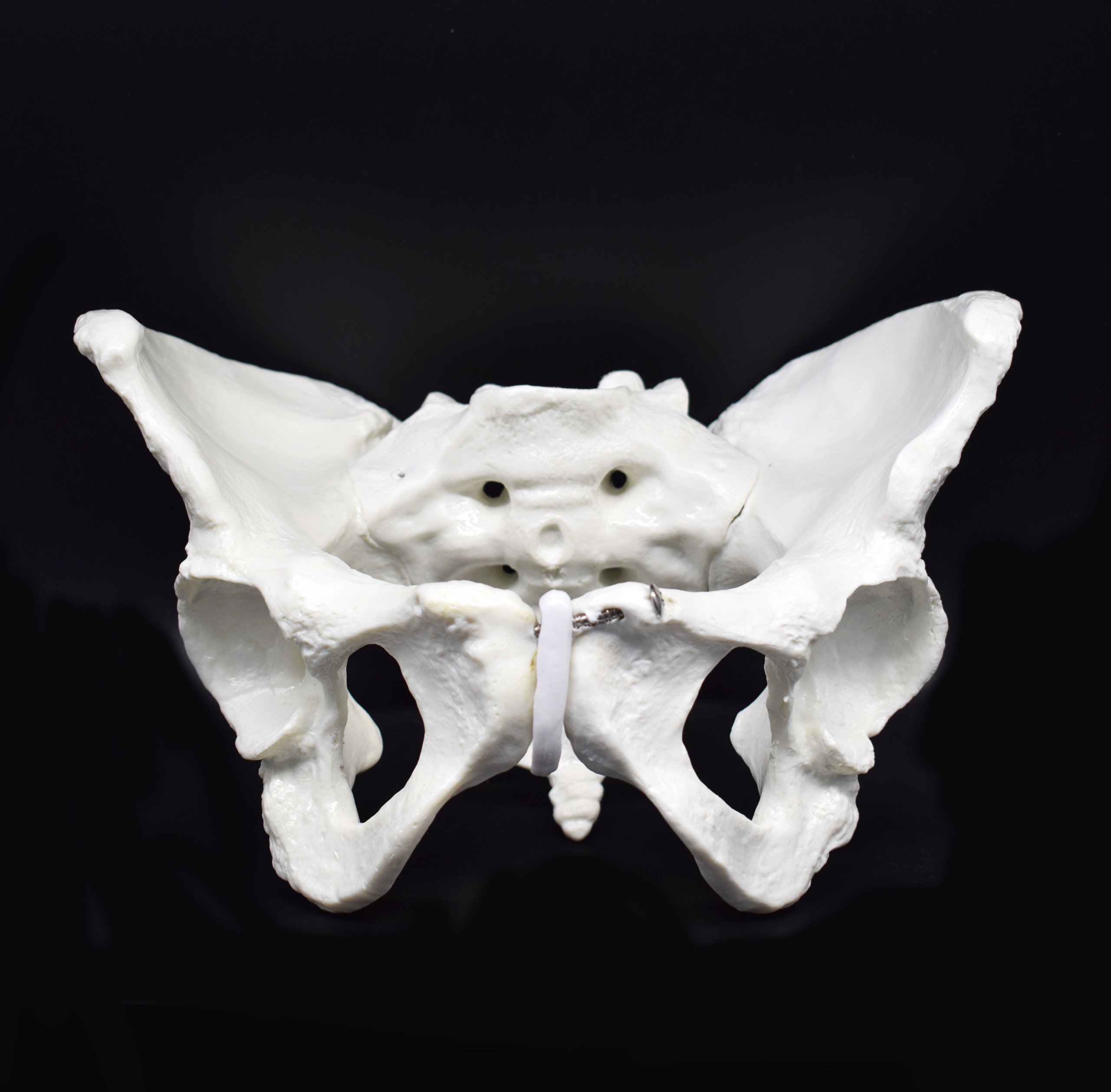Female Pelvis Skeletal Model Life Size Replica Of Human Anatomy ...
