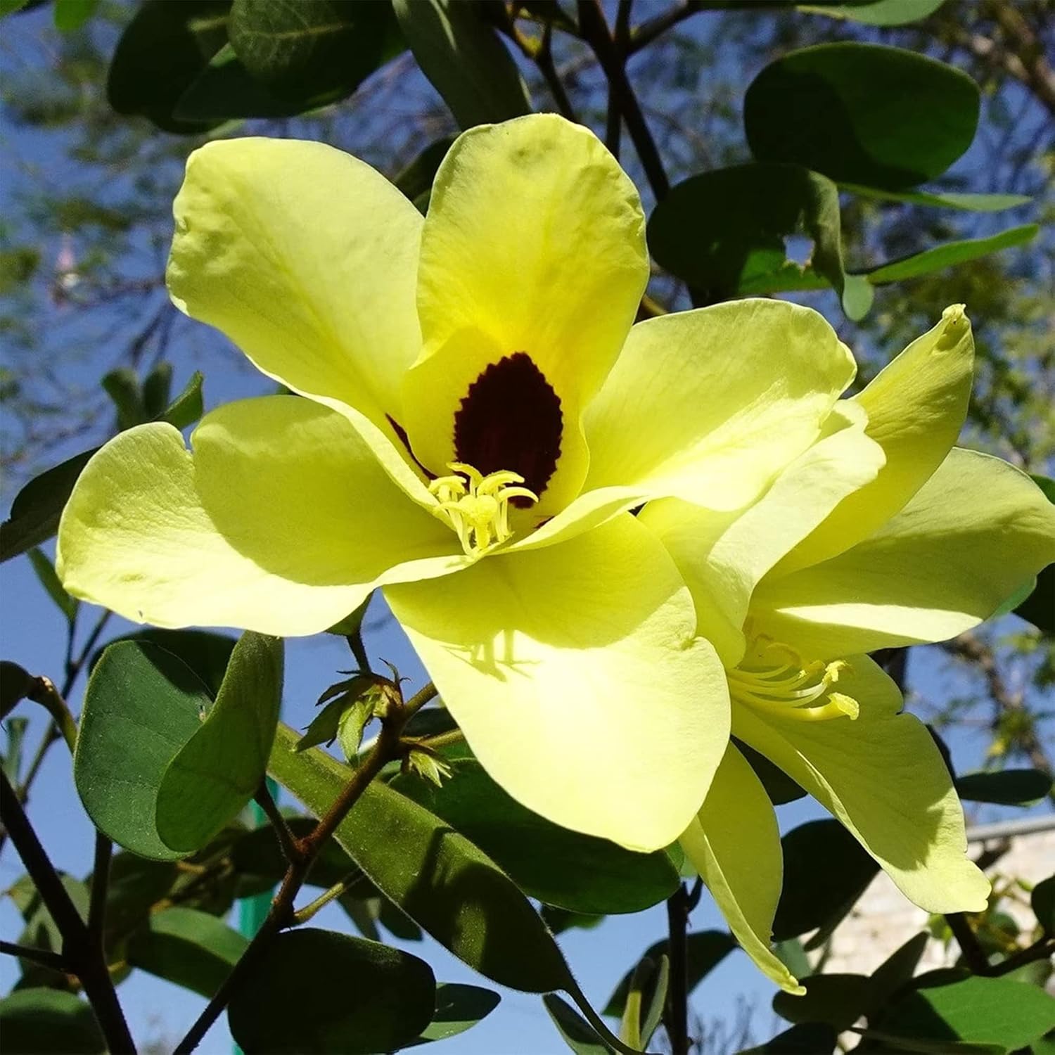Amazon.com : QAUZUY GARDEN 6 Rare Yellow Bauhinia (Bauhinia Tomentosa ...