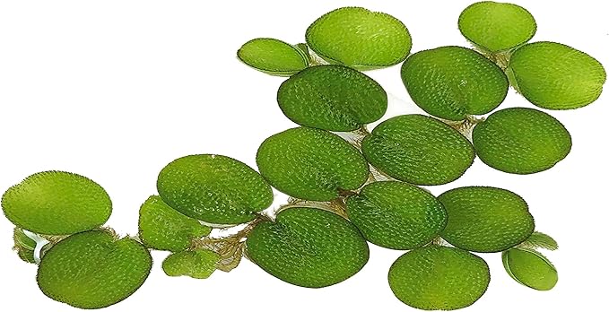 Amazon.com: 24 Water Spangles (Salvinia Minima), Live Aquarium/Aquatic ...