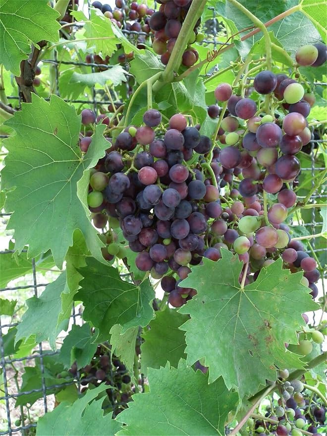 Amazon.com : Rare Plant Tree Seeds 30+ Grape Seeds Seeds Wine Grape ...