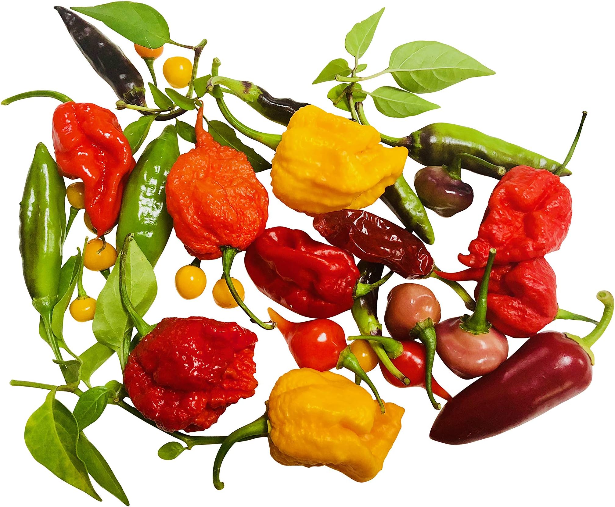 Chilisamen Set - 9 Sorten Samen - Saatgut Sortiment - Anzuchtset für ...