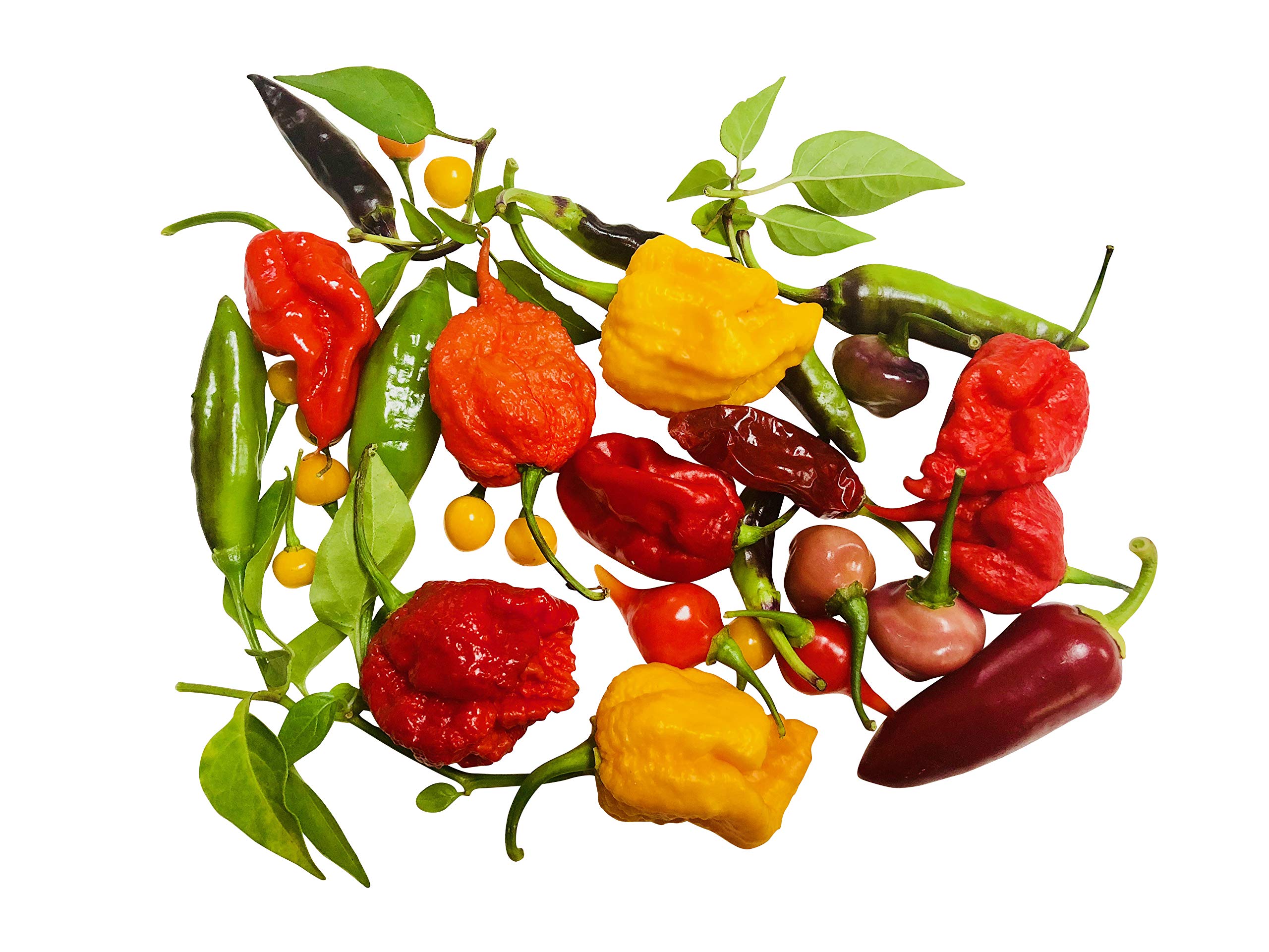 Ultra Hot Mix Peppers -Chili Mix- Hot Pepper -> 50 Seeds by ...