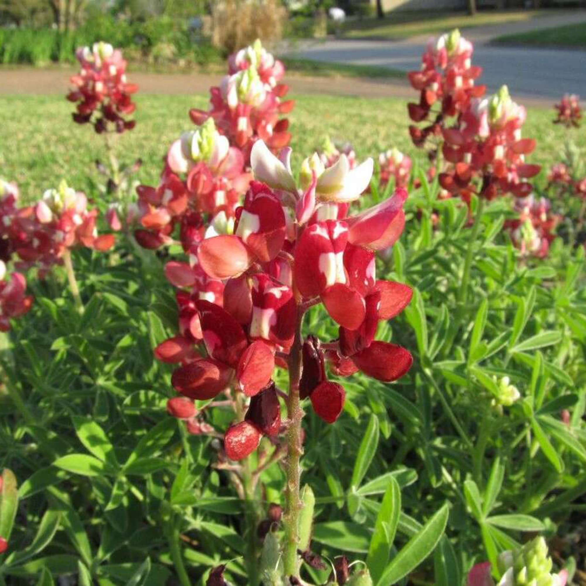 Amazon.com : 50Pcs Red Texas Bluebonnets Seeds for Planting Drought ...