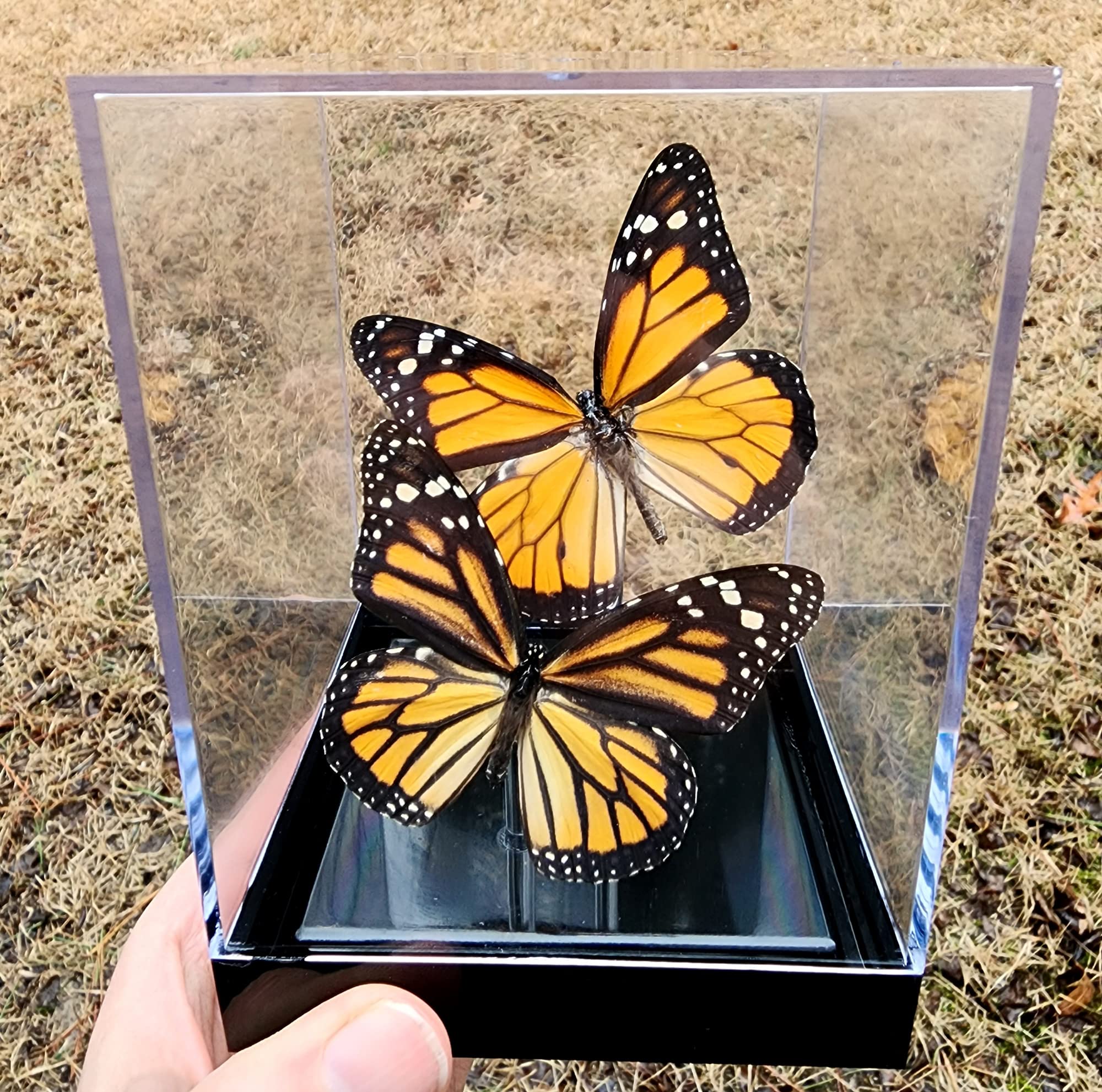 Female Vs Male Monarch Butterfly