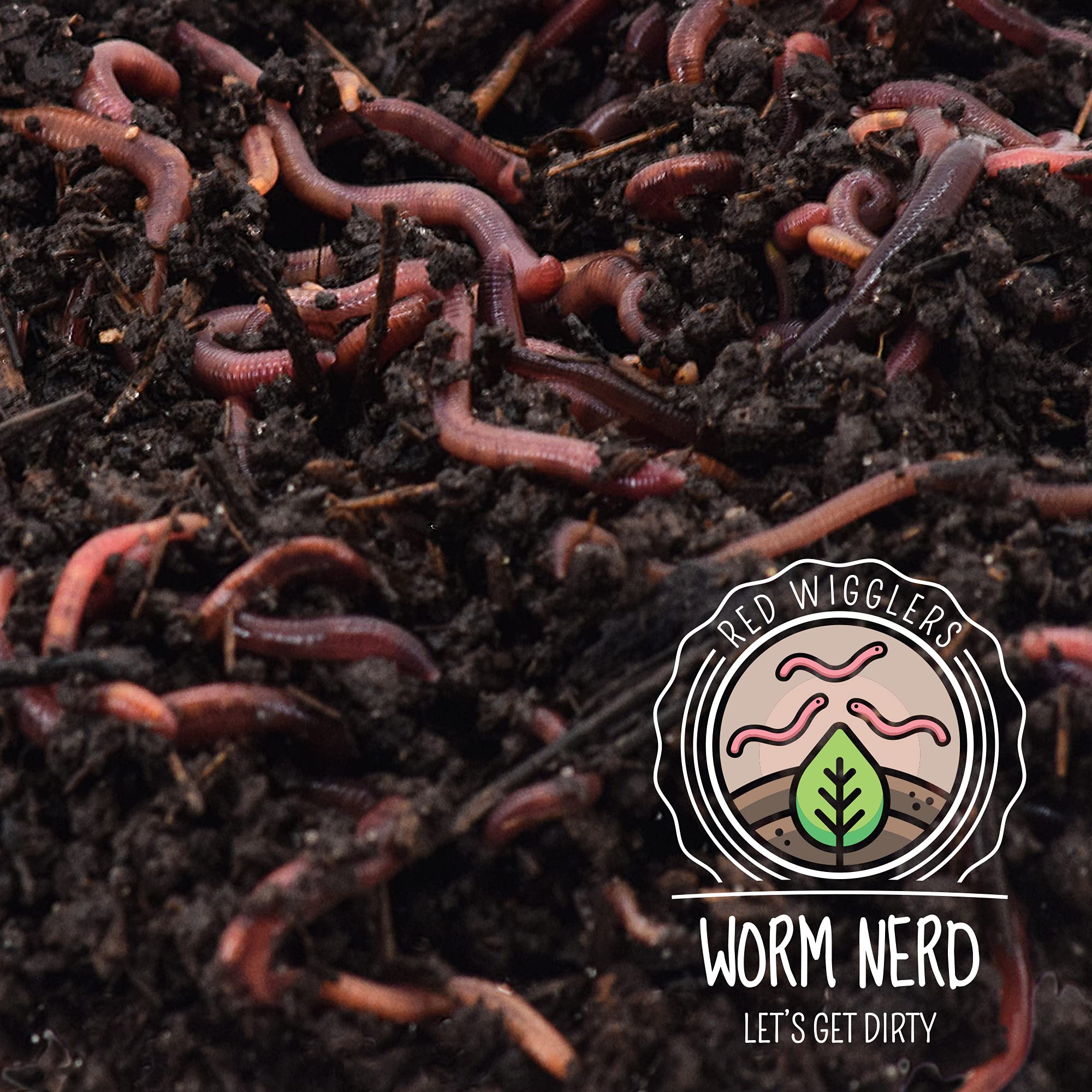 Snapklik.com : Worm Nerd Composting Worms Live Red Wriggler Compost Worms Mix Sustainable ...
