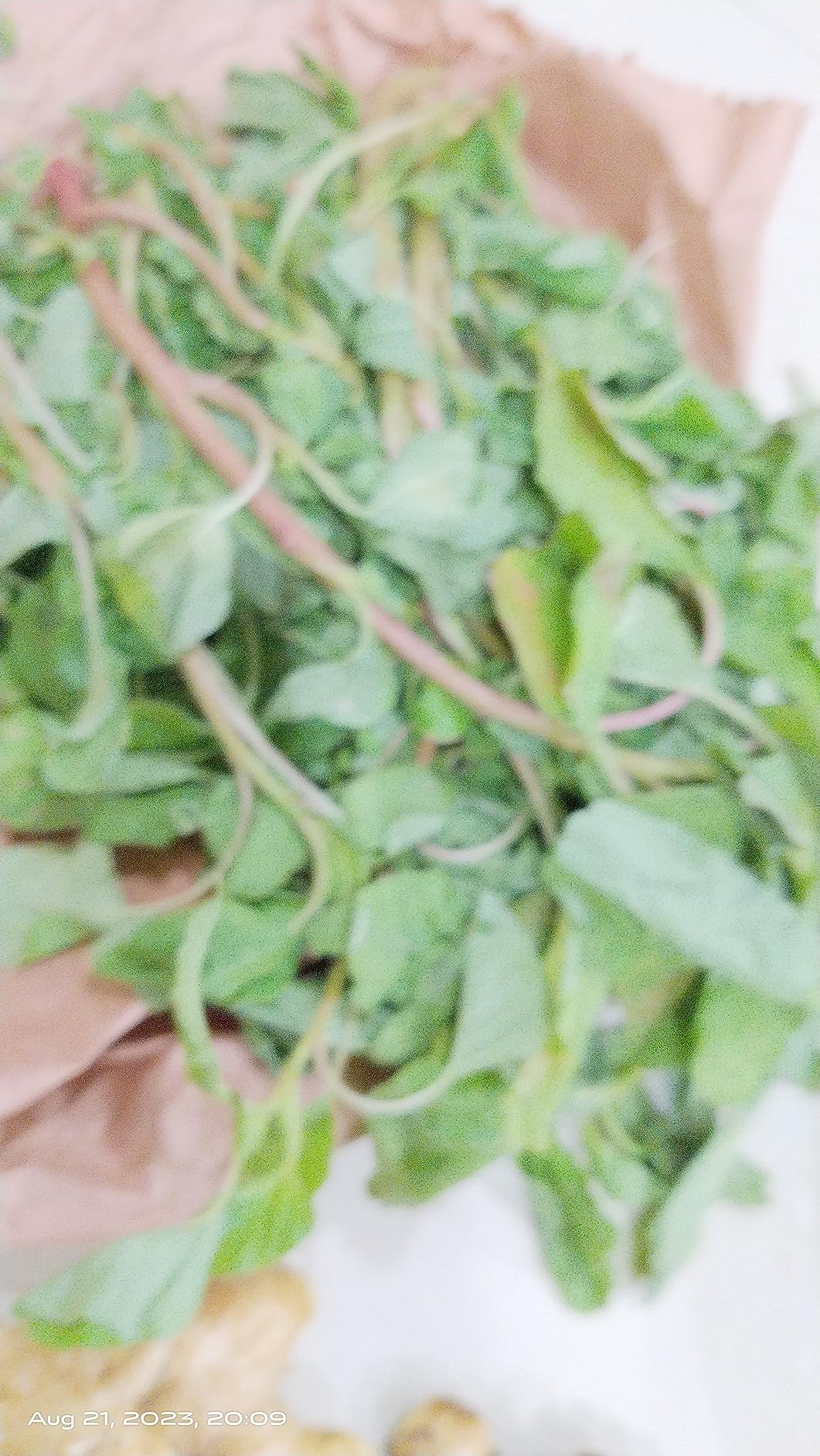Fresh Parwal, 500g : Amazon.in: Grocery & Gourmet Foods