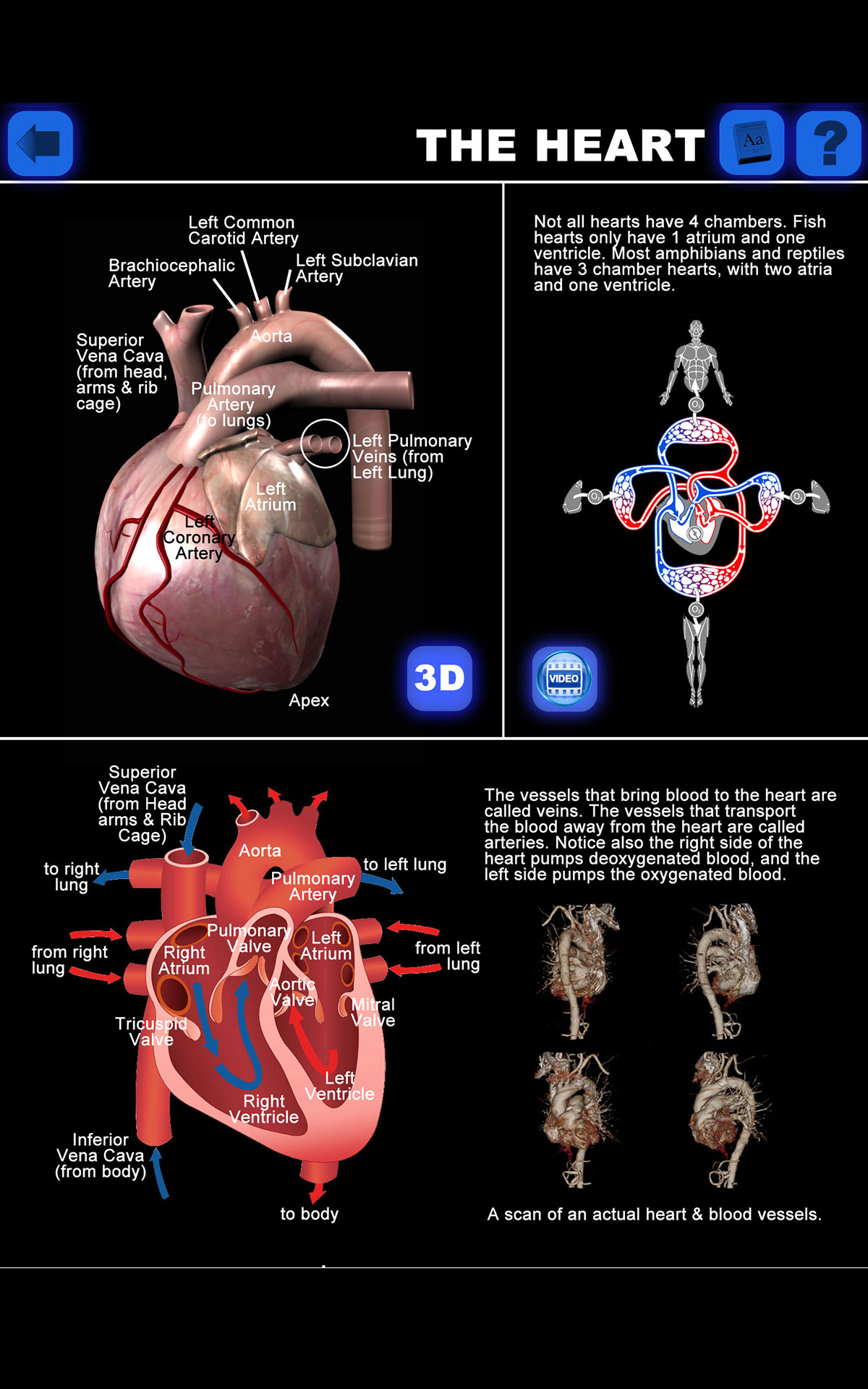 Anatomy 3D: Organs:Amazon.ca:Appstore for Android