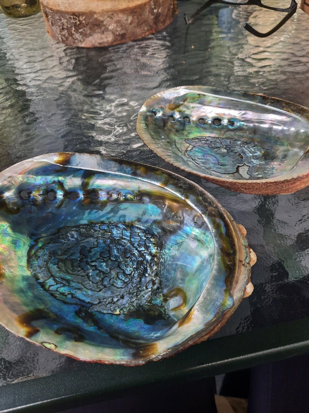 NessaStores 10 Abalone Shells Large 6-7 Inches | Beautiful All Natural ...