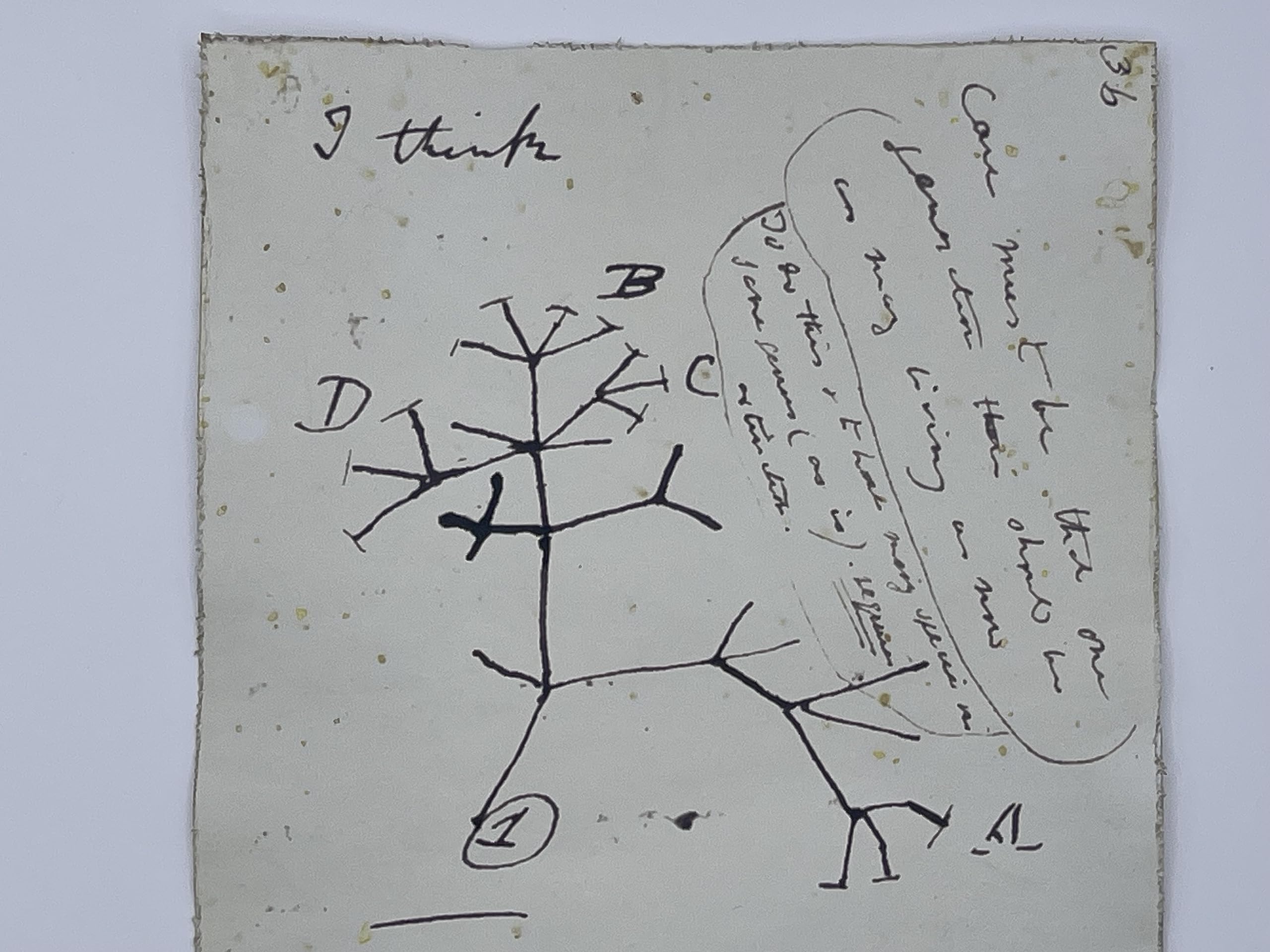 Darwins Tree Of Life Sketch