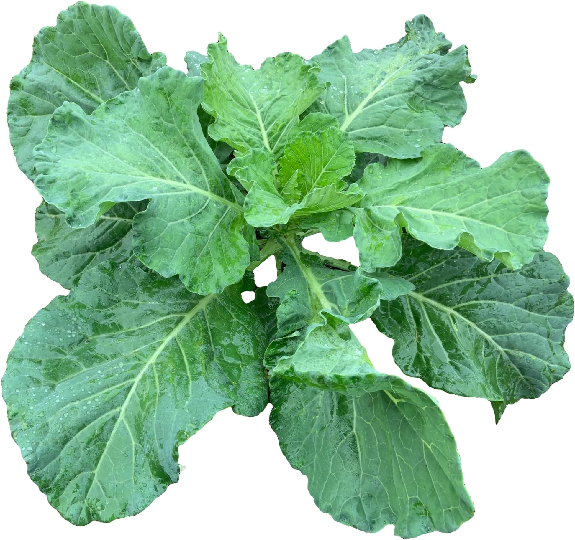 Amazon.com : Morris Heading Collard Seeds - Blue-Green Cabbage-Like ...