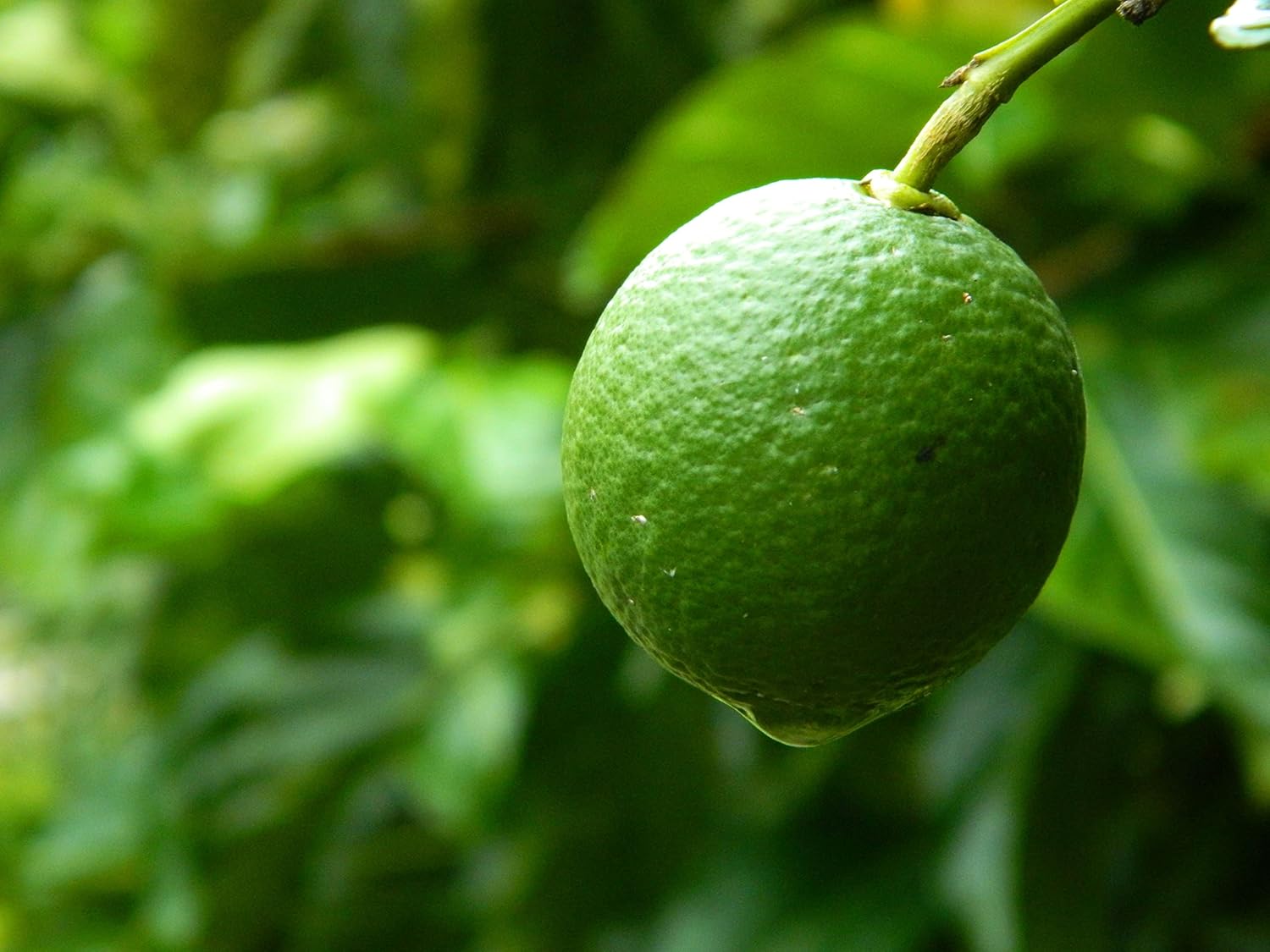 Amazon.com : Key Lime Tree - Live Plant in a 1 Gallon Pot - Florida ...