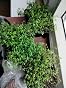 3 x Thymus praecox 'Red Carpet‘ (StaudeWinterhart/Mehrjährig ...