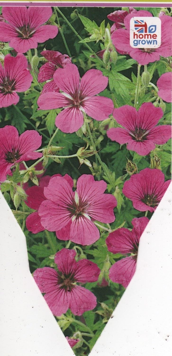 HARDY GERANIUM PATRICIA Bare Root Plant : Amazon.co.uk: Garden