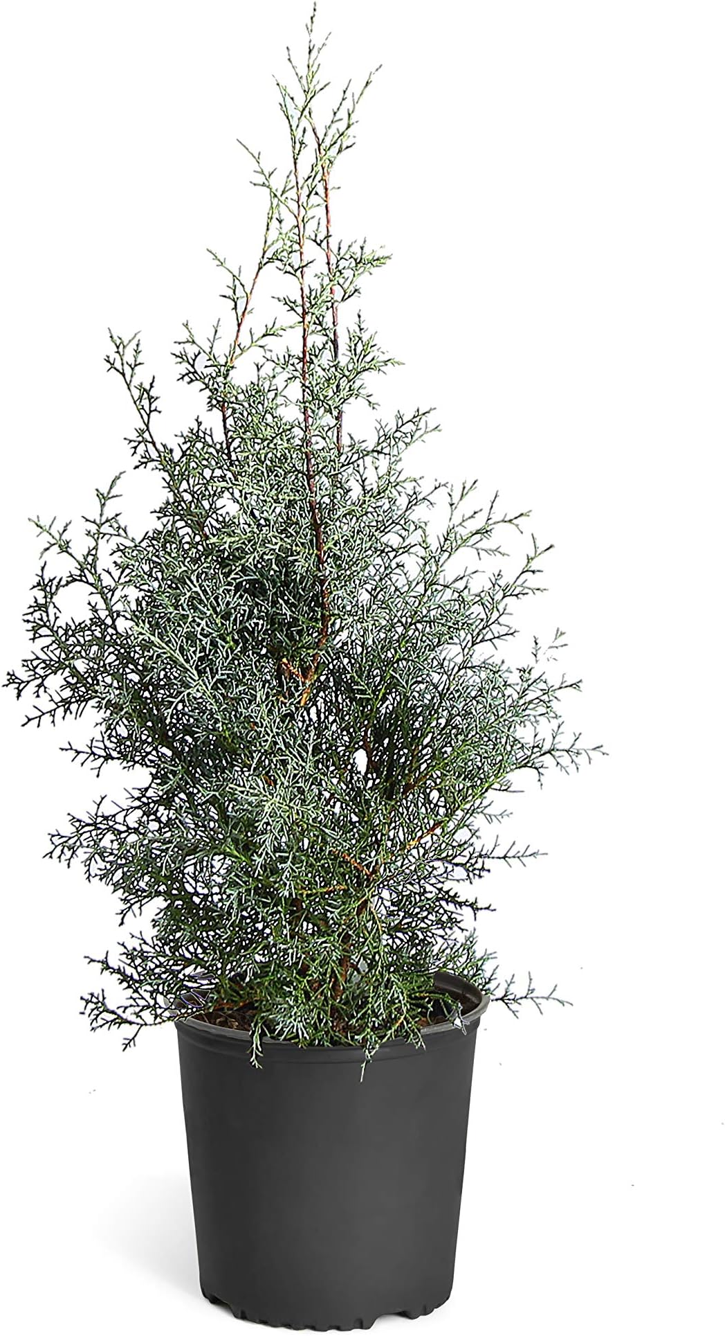 Amazon.com : White Tip Cedar - Cedrus deodara Albospica 3 - Year Live ...