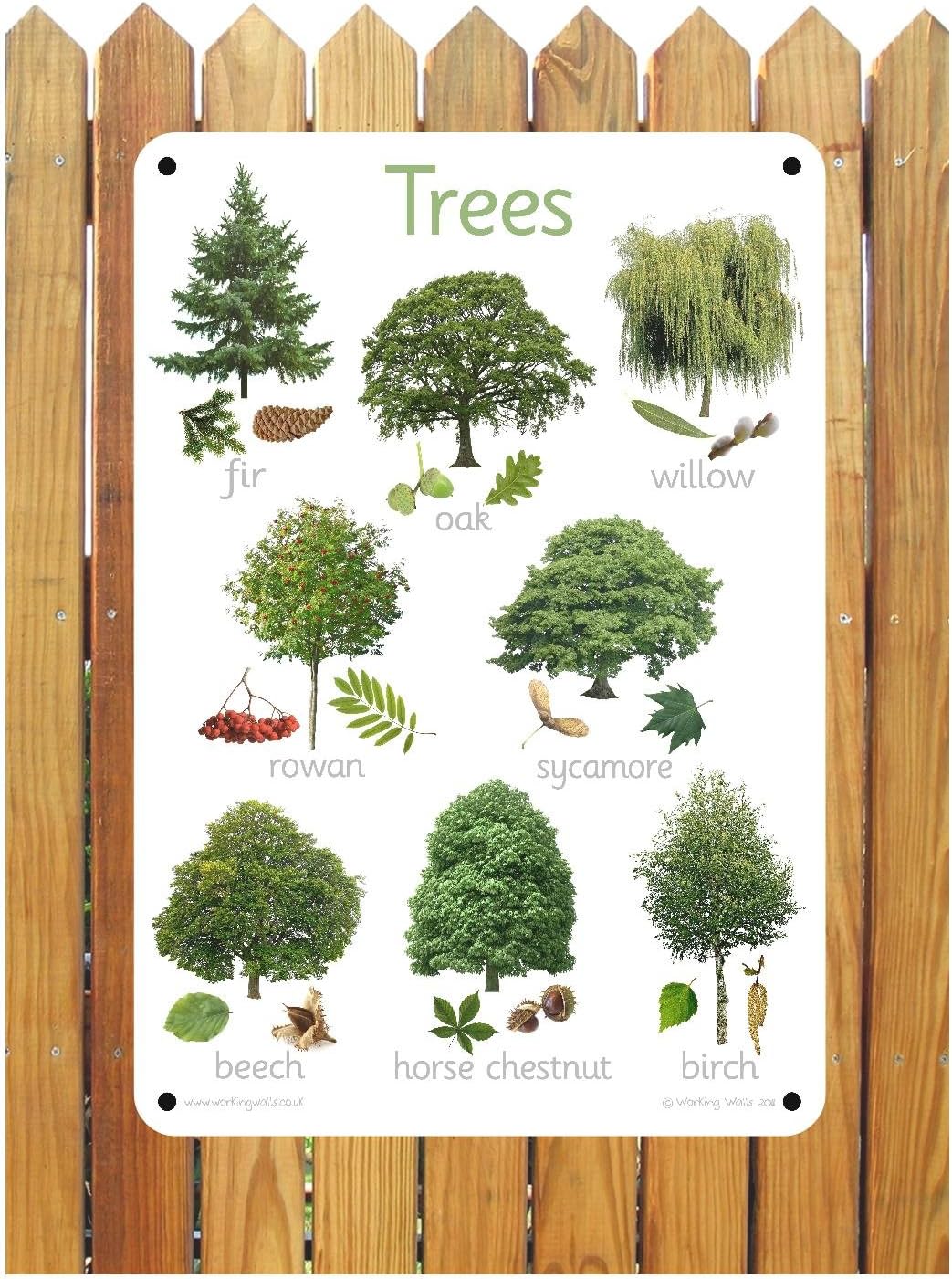 Amazon.com : 'Trees' Outdoor Learning Board : Office Products