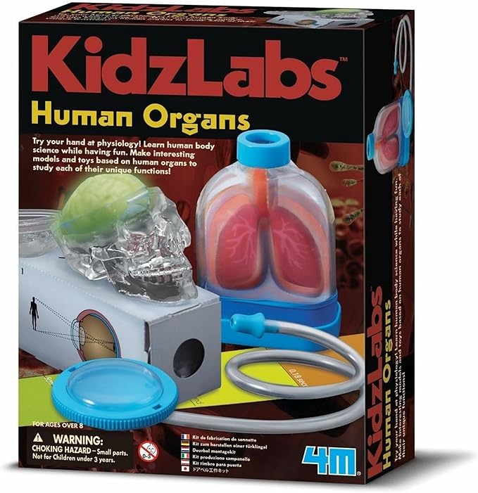 4M "Kidz Labs Human Organs" Toy : 4m: Amazon.co.uk: Toys & Games